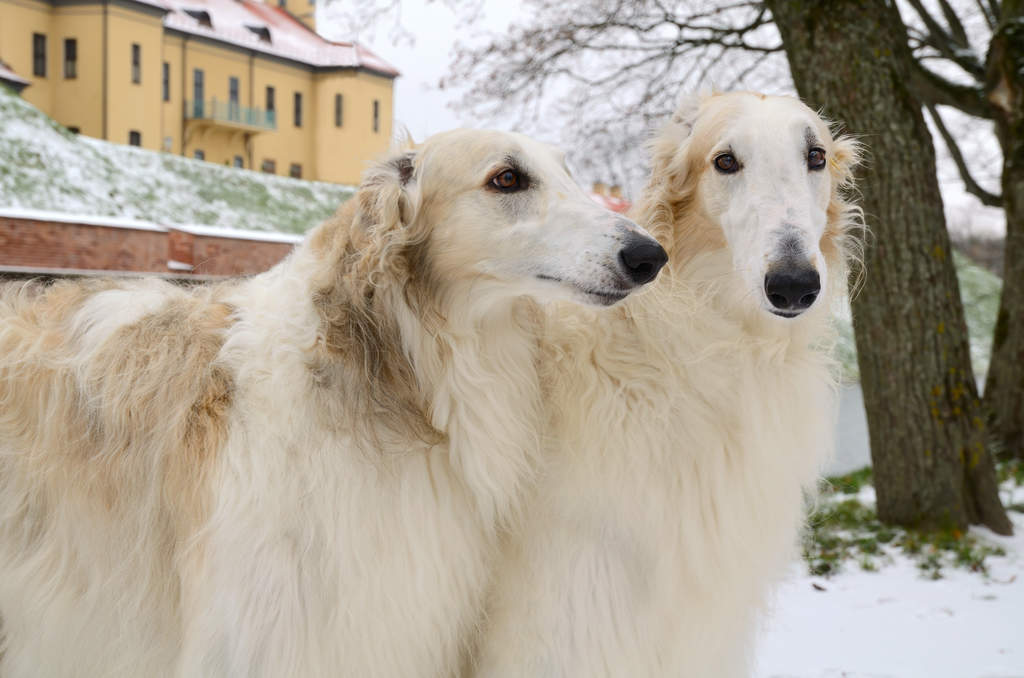 Borzoi | Hundar | Rasinformations | Omlet