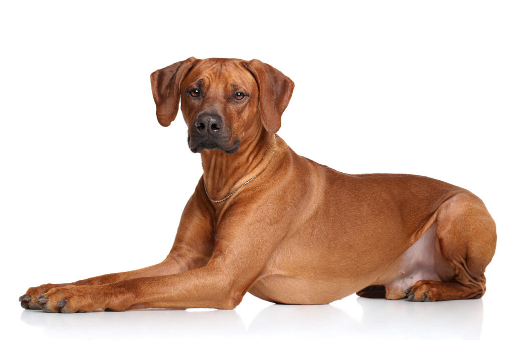 Rhodesian ridgeback Hundar