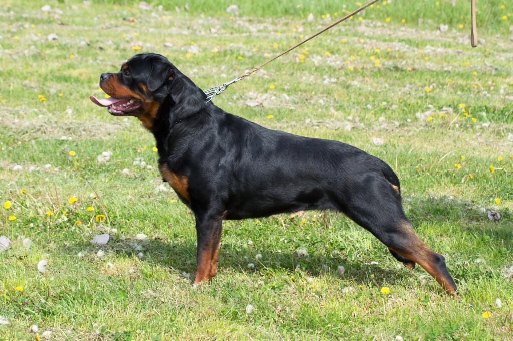 Rottweiler | Hundar | Rasinformation | Omlet