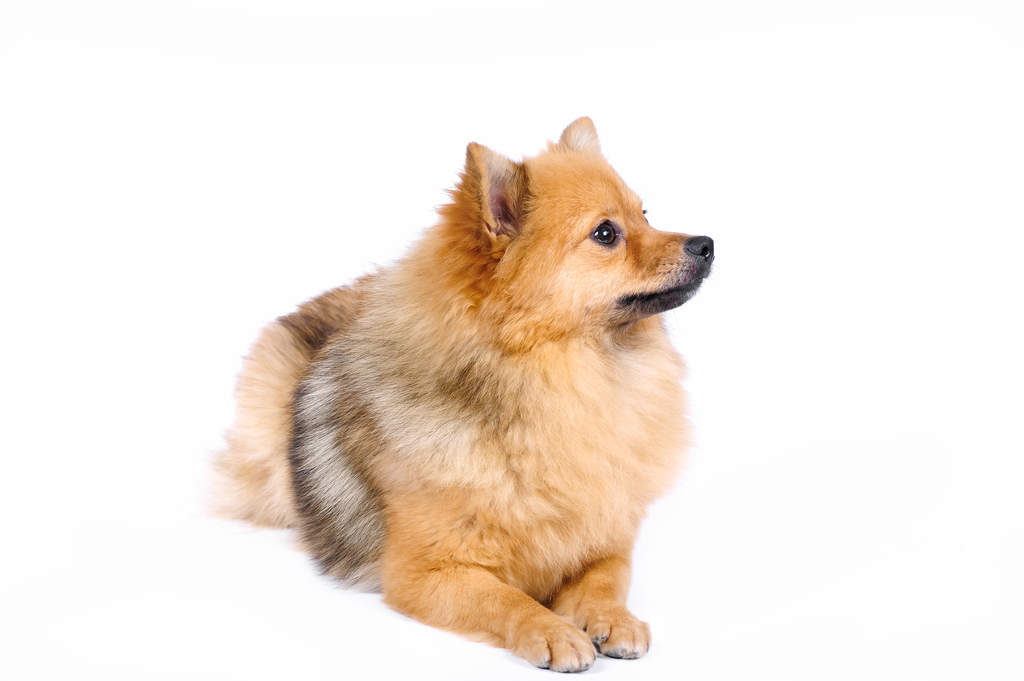 Tysk spets (kleinspitz) | Hundar | Rasinformations | Omlet