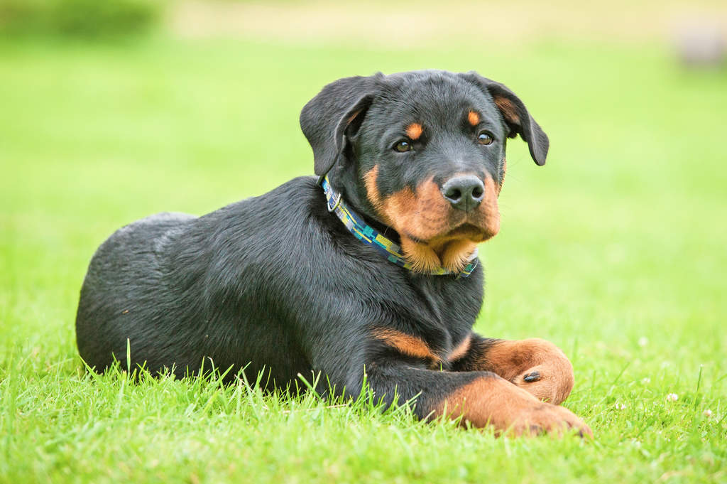 Rottweiler | Hundar | Rasinformation | Omlet