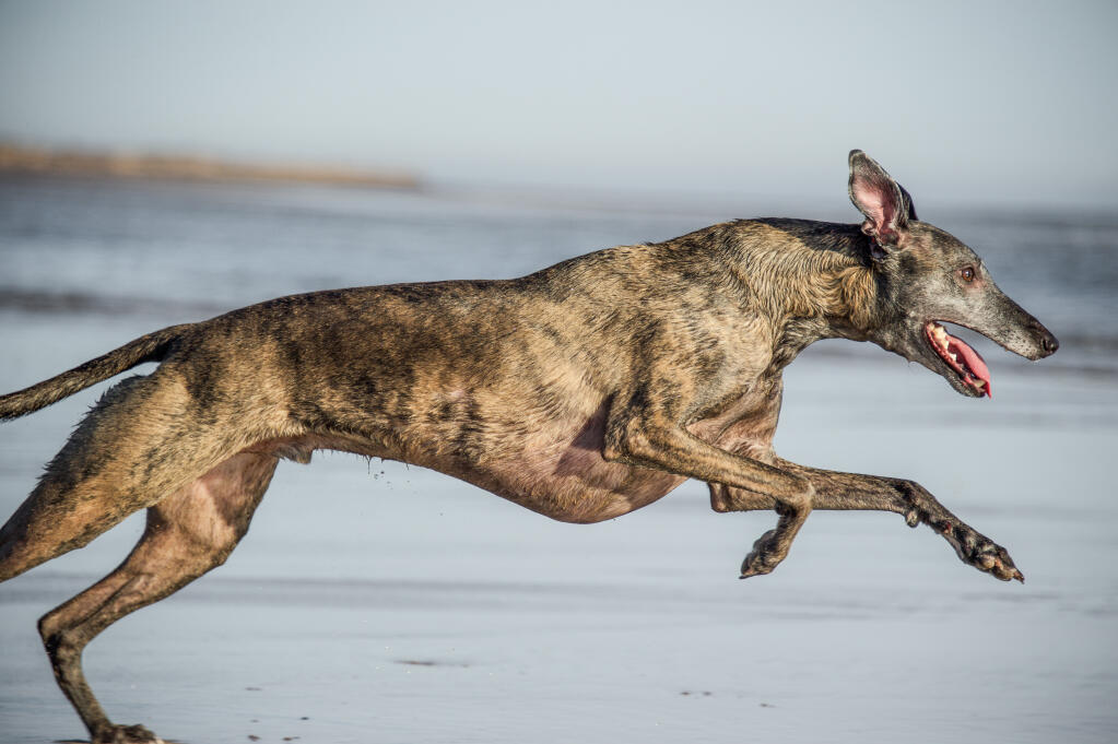 Whippet | Hundar | Rasinformations | Omlet