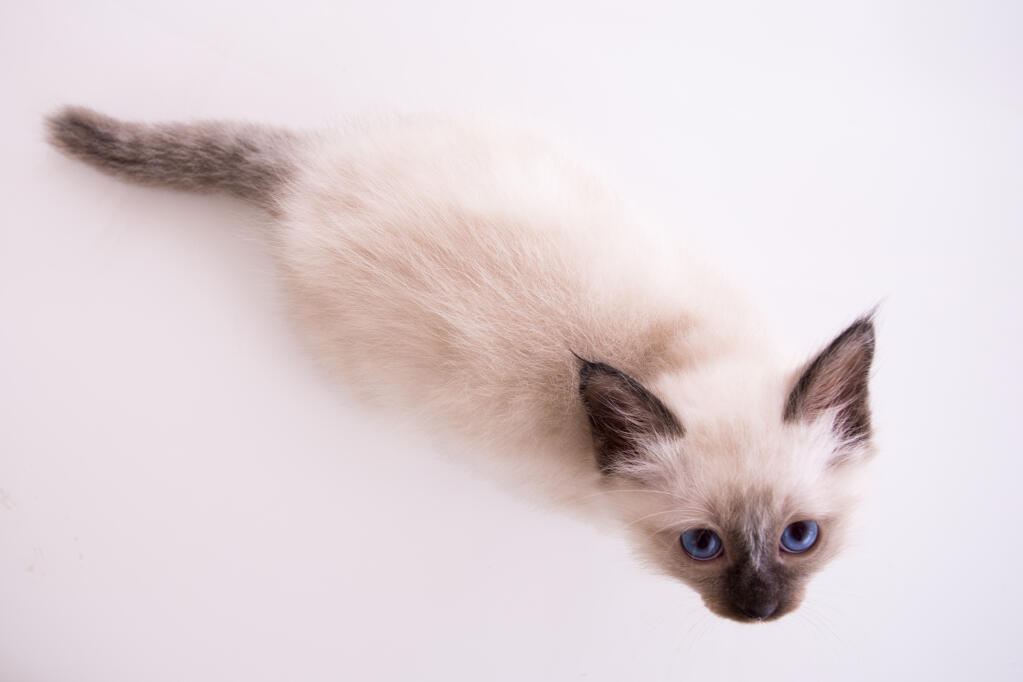 Helig birma Katter | Kattraser