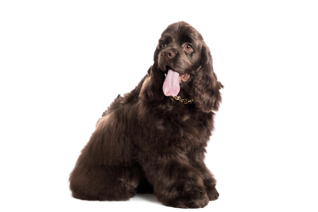 Amerikansk cocker spaniel Hundar