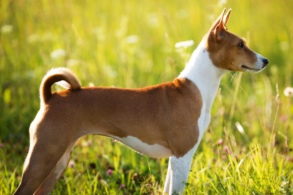 Basenji Hundar