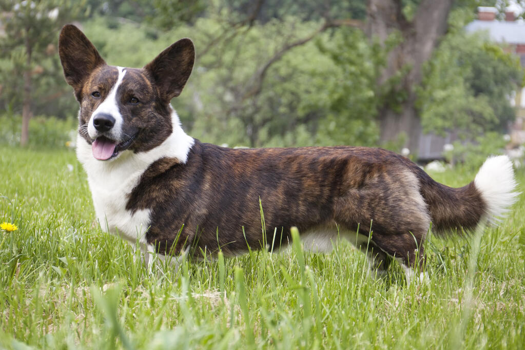 Welsh corgi cardigan Hundar