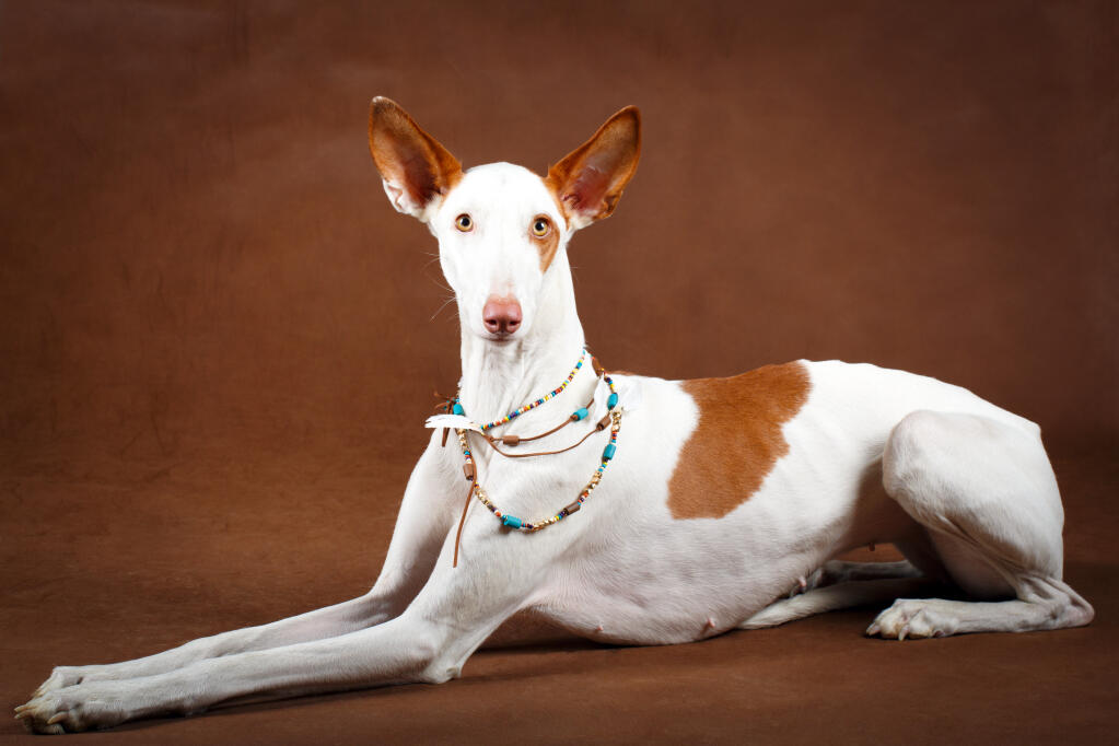 Podenco ibicenco | Hundar | Rasinformations | Omlet
