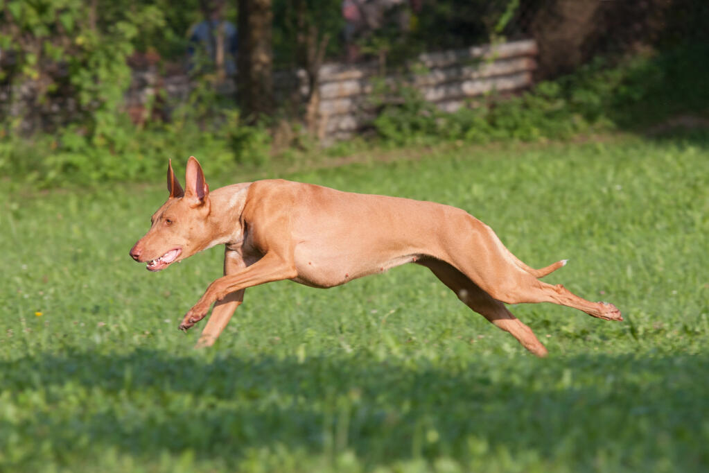 Faraohund Hundar