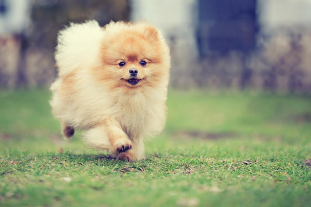 Pomeranian Hundar