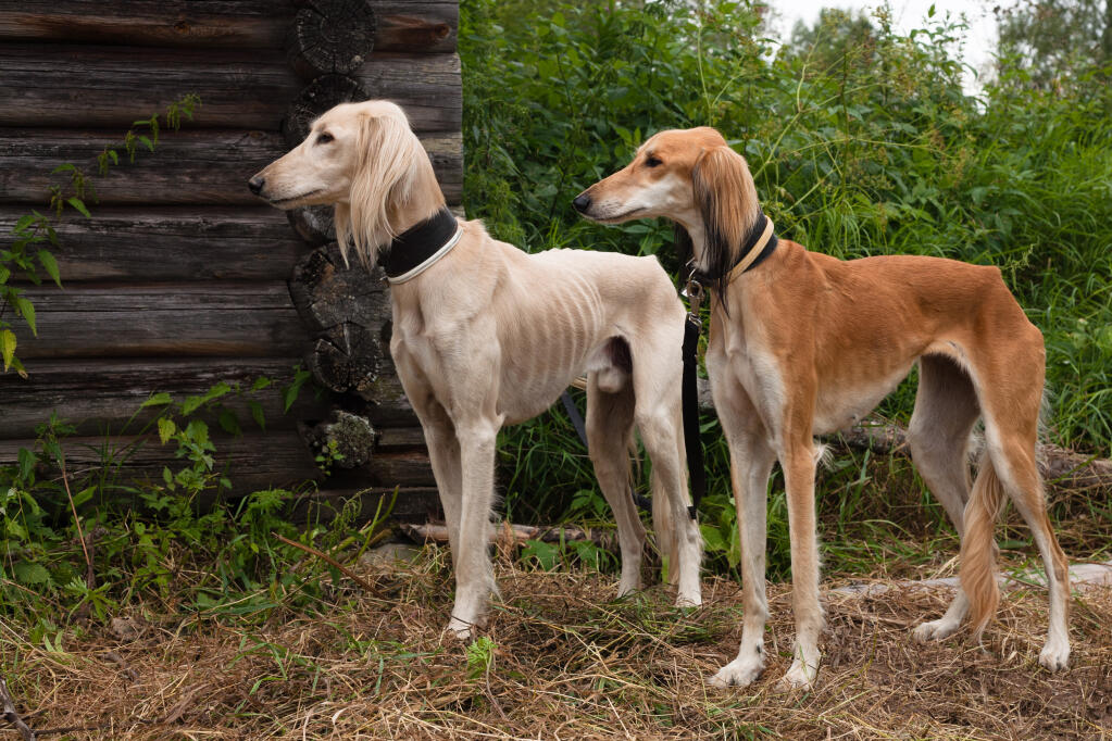 Saluki Hundar | Hundraser