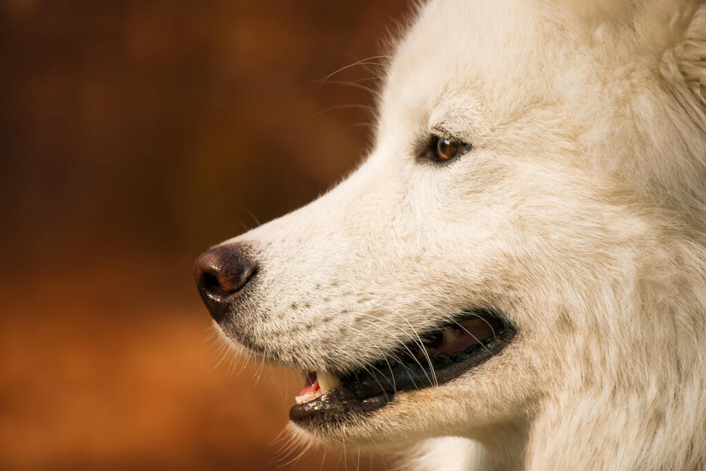 Samojed Hundar