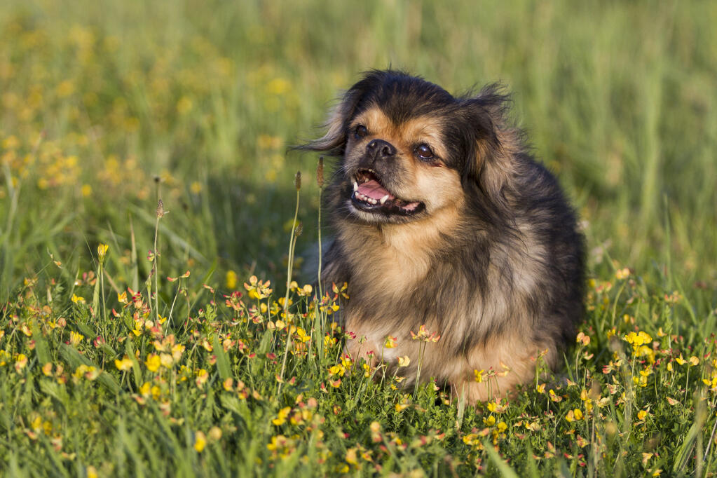 Tibetansk spaniel Hundar | Hundraser