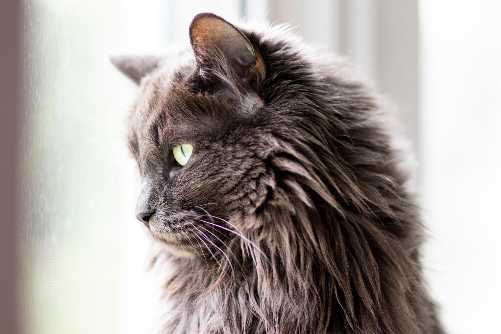 Nebelung Katter | Kattraser