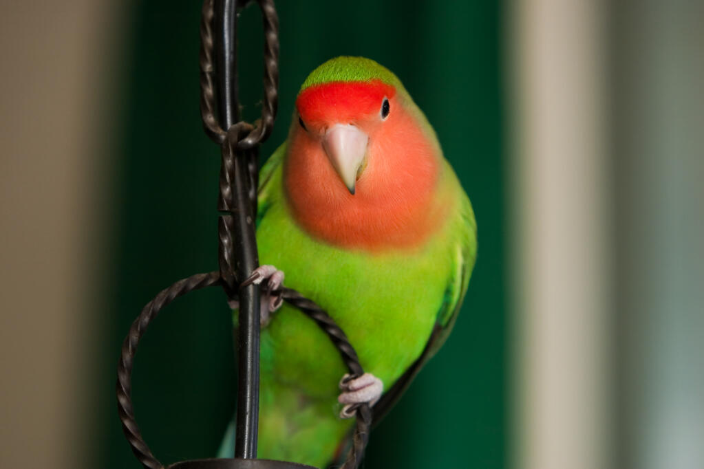 Rosy Faced Lovebird Parrots | Parrot Breeds