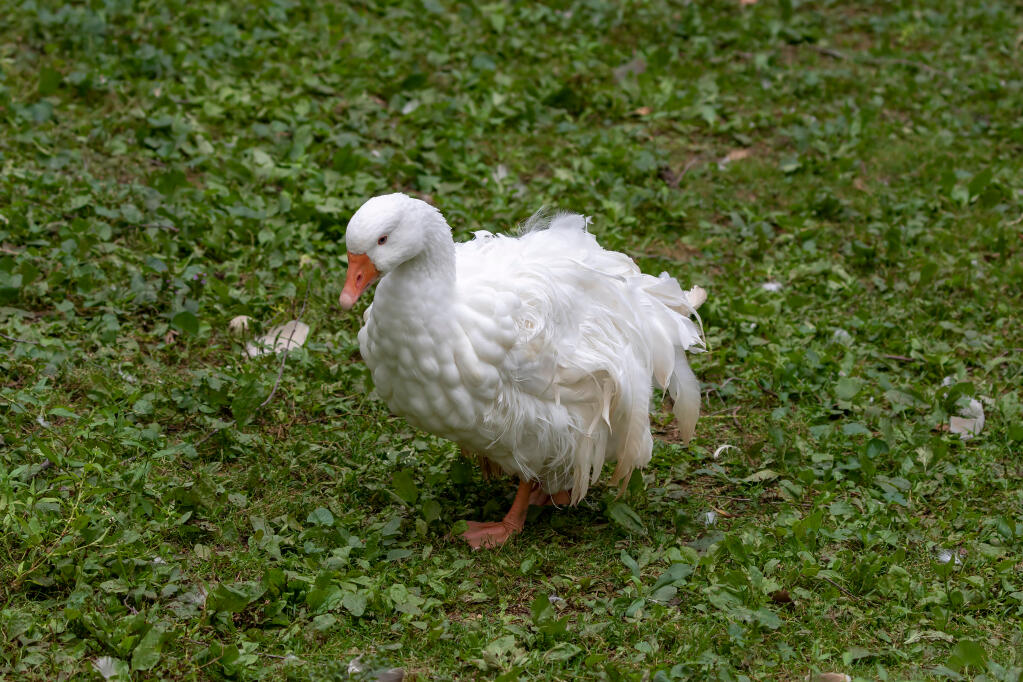 Sebastopol Geese | Sebastopol For Sale | Goose Breeds