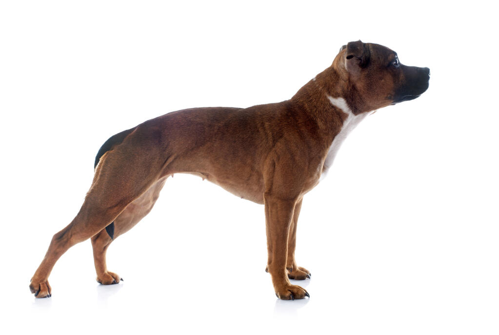 Staffordshire bullterrier Hundar