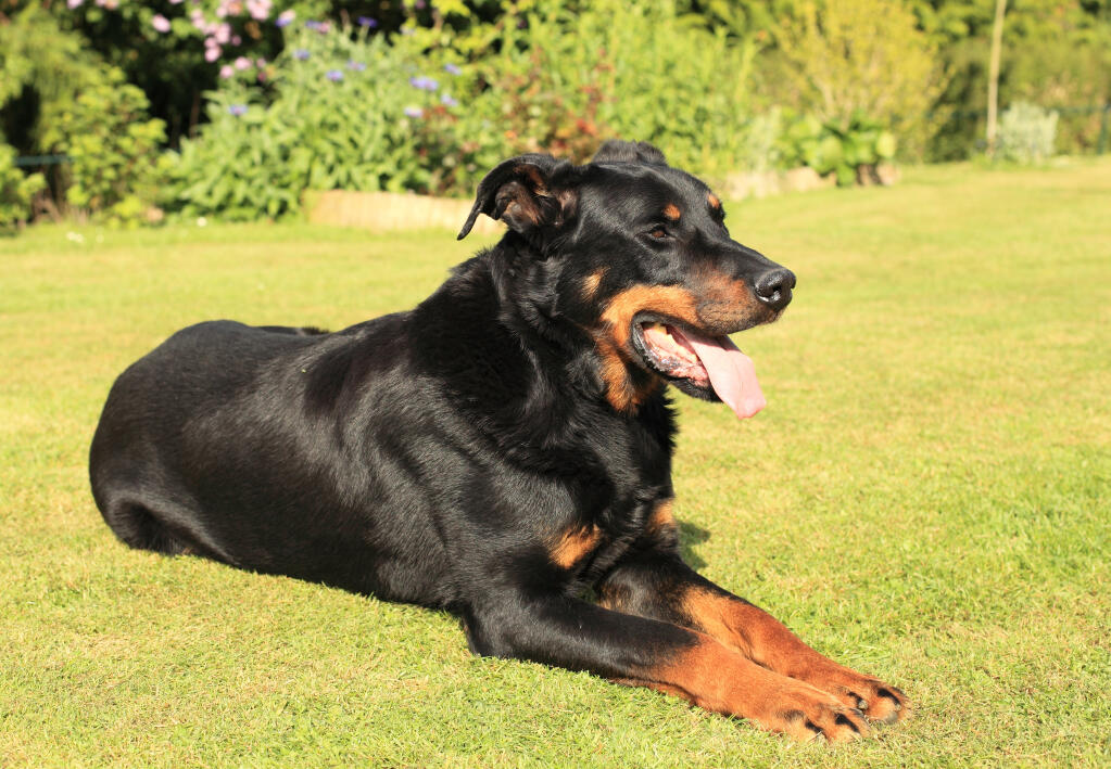 Beauceron Hundar