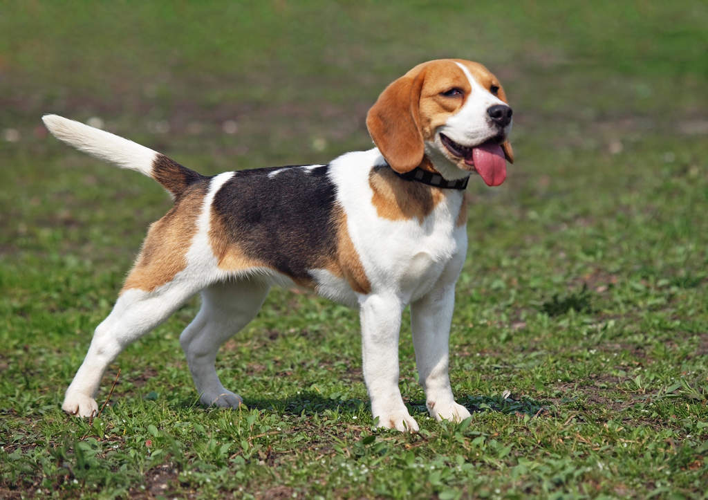Beagle Hundar