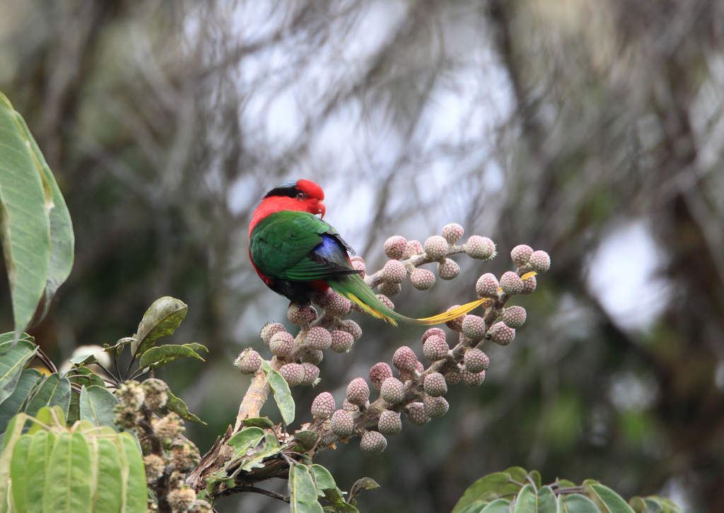 Papuan Lorikeet Parrots | Parrot Breeds