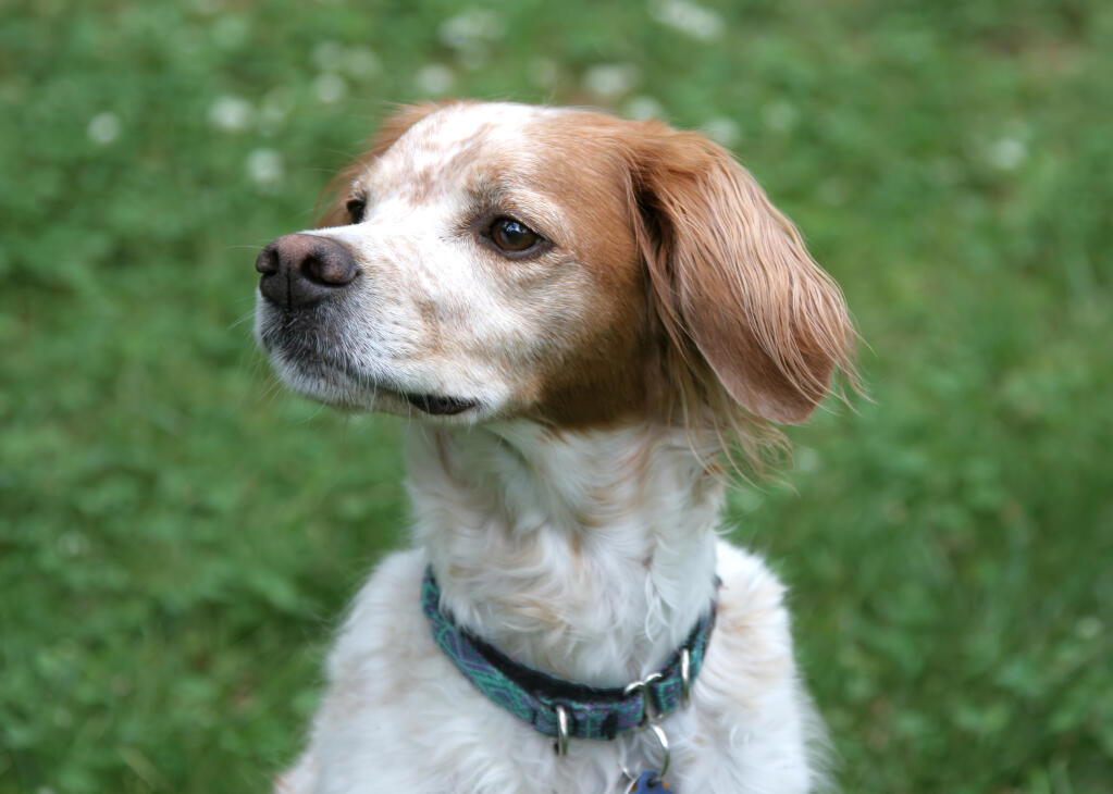 Breton | Hundar | Rasinformations | Omlet