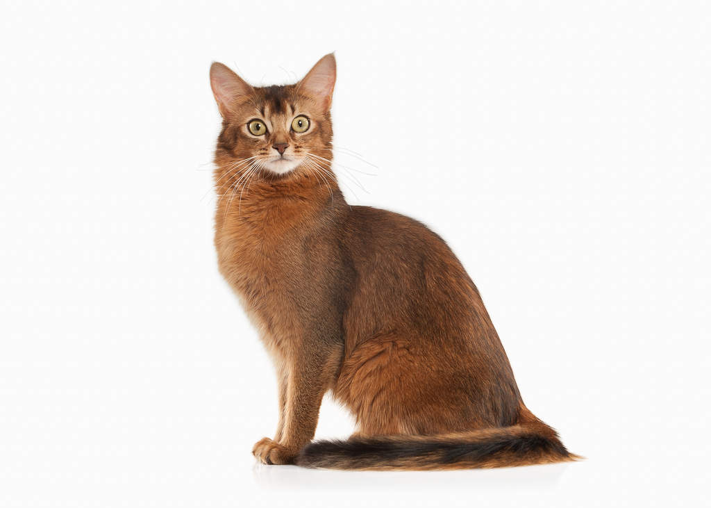 Somali Katter Somali Katter