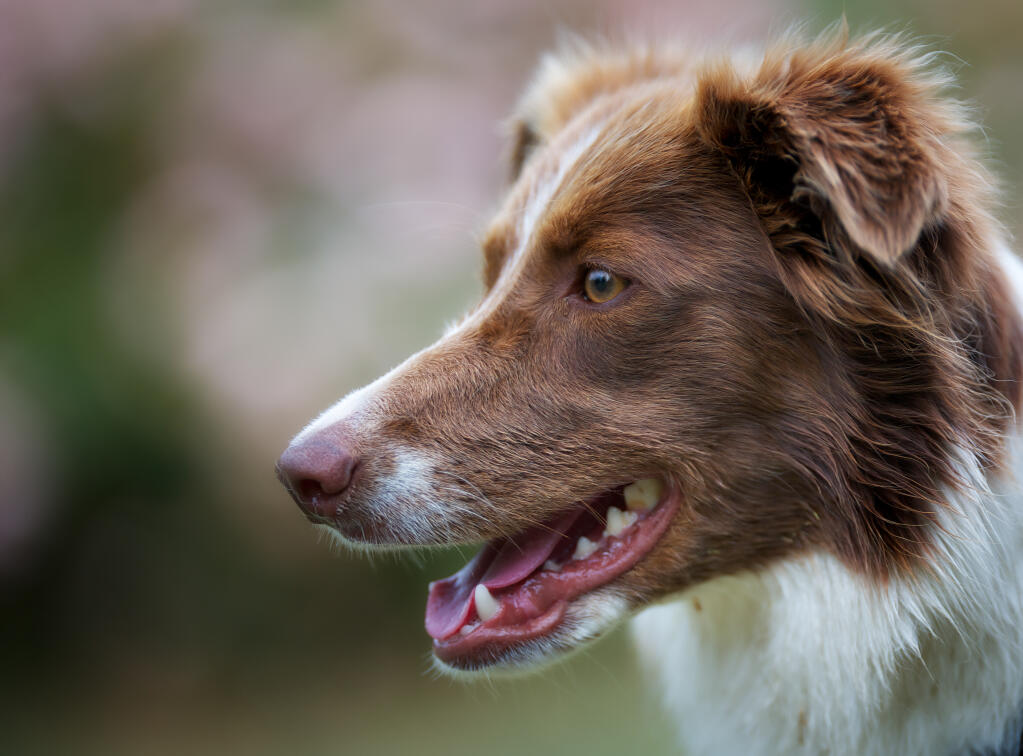 Border collie | Hundar | Rasinformations | Omlet