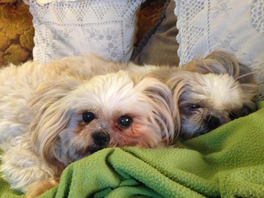 Shih tzu | Hundar | Rasinformation | Omlet
