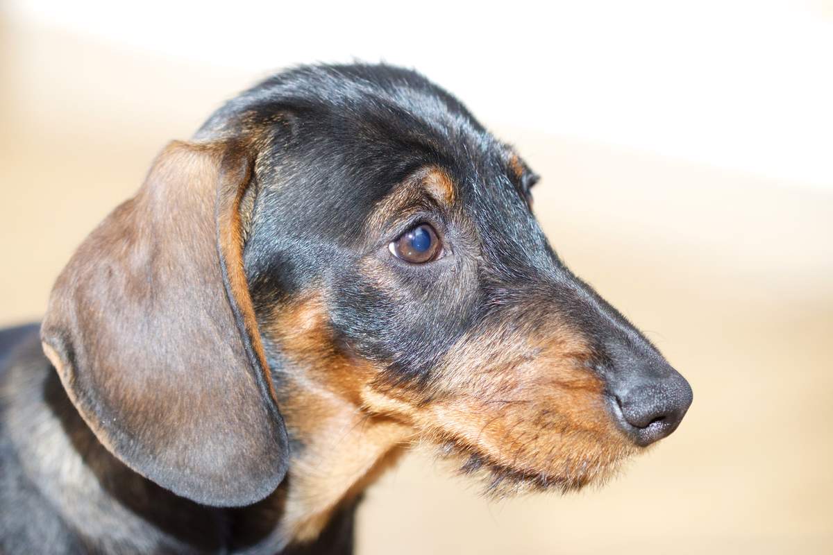 Tax | Hundar | Rasinformation | Omlet