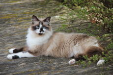 Ragdoll Katter | Kattraser