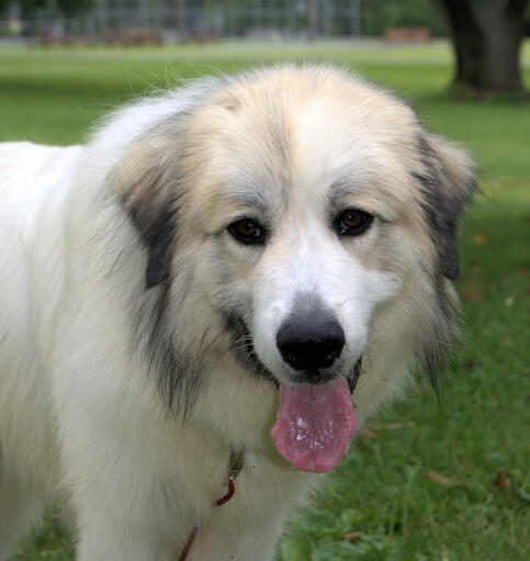 Pyrenéerhund Hundar | Hundraser