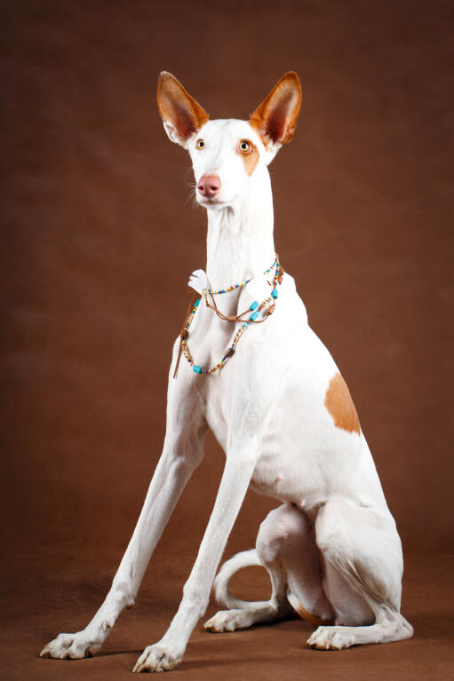 Podenco ibicenco | Hundar | Rasinformations | Omlet