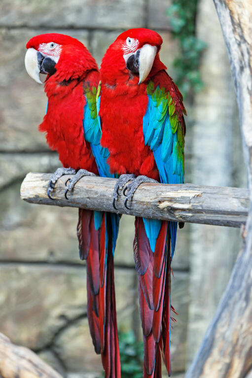 Red and Blue Macaw Parrots | Parrot Breeds