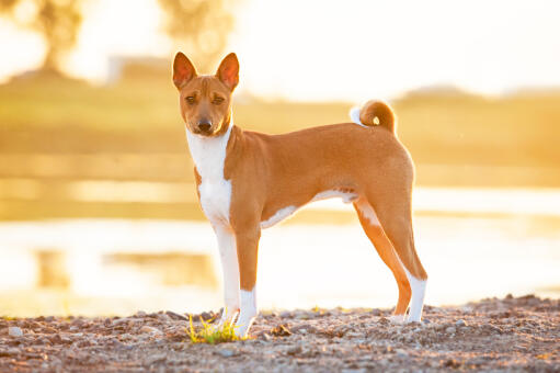 Basenji Hundar | Hundraser