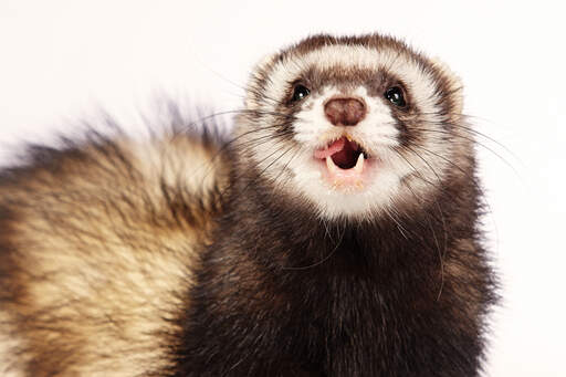 Sable Ferrets | Sable For Sale | Ferret Breeds