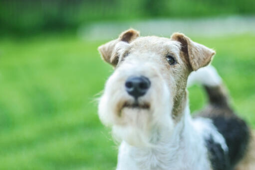 Strävhårig foxterrier Hundar | Hundraser