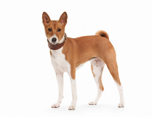 Basenji Hundar | Hundraser