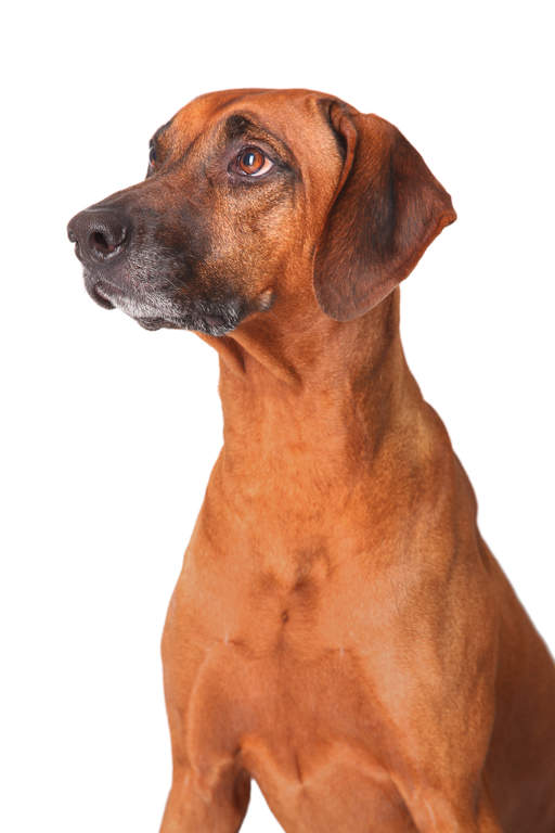 Rhodesian ridgeback Hundar | Hundraser