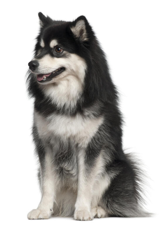 Finsk lapphund Hundar