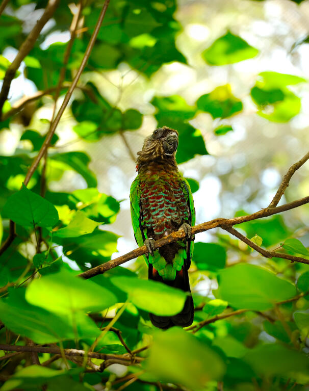 Red Fan Parrot Parrots | Parrot Breeds
