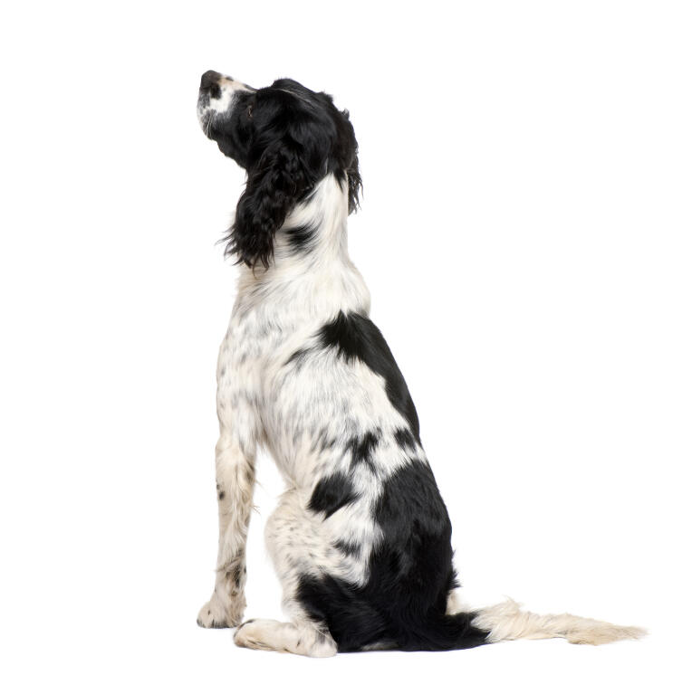Engelsk springer spaniel Hundar