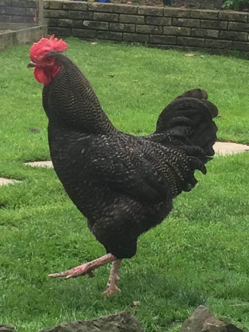 ill salu | Höns | Rasinformation | Omlet