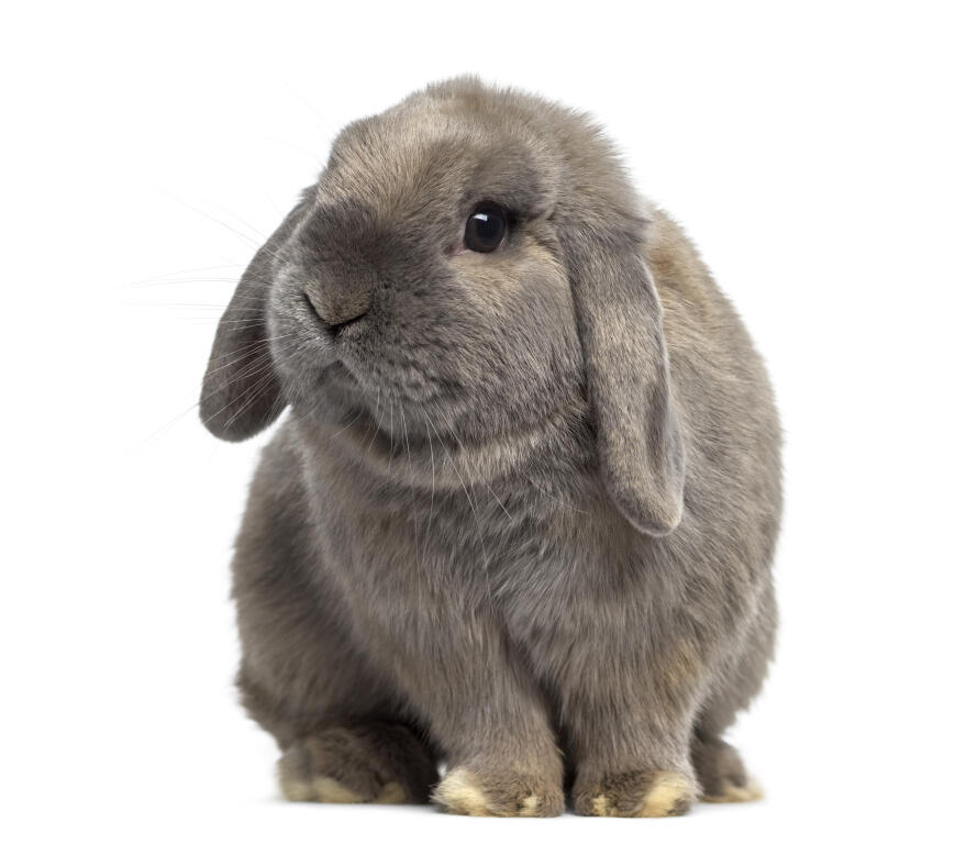 Holland Lop Kaniner | Holland Lop For Sale | Kaninraser