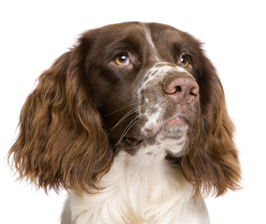Engelsk springer spaniel Hundar | Hundraser