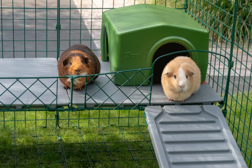 Hus för marsvin | Omlet