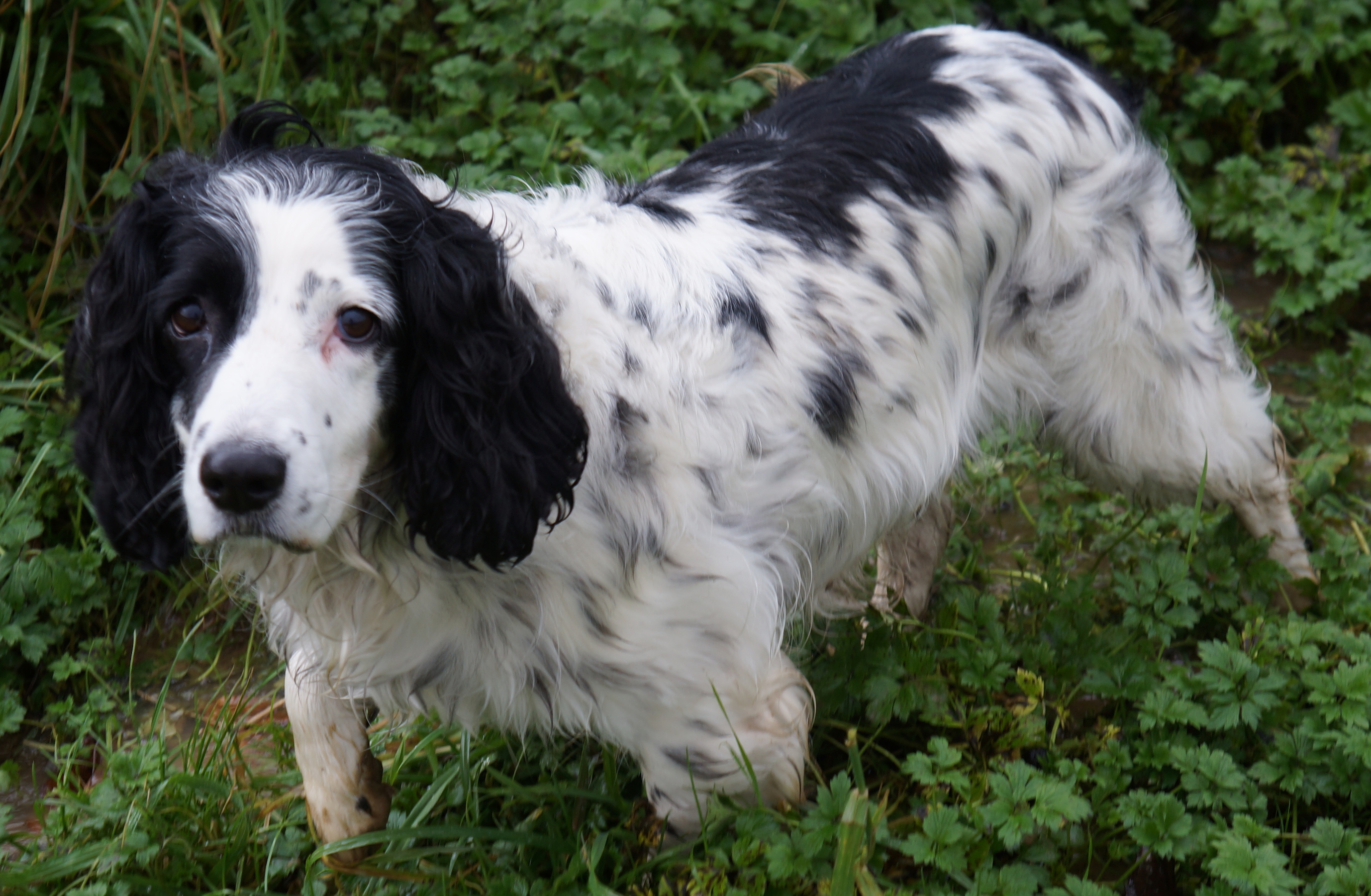 Engelsk springer spaniel | Hundar | Rasinformation | Omlet