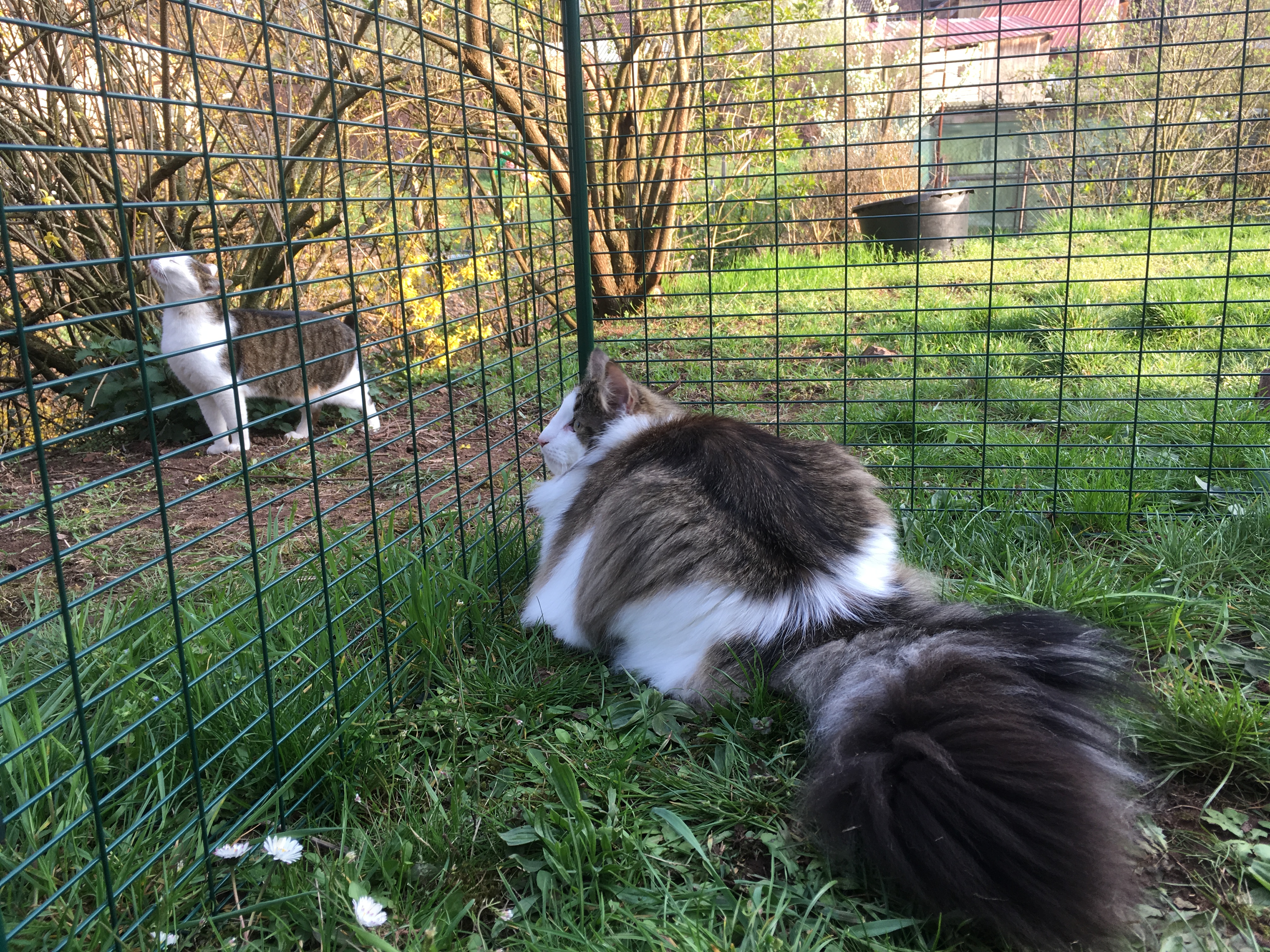 Kattgård för utomhusbruk | Stor och rymlig utegård för katter