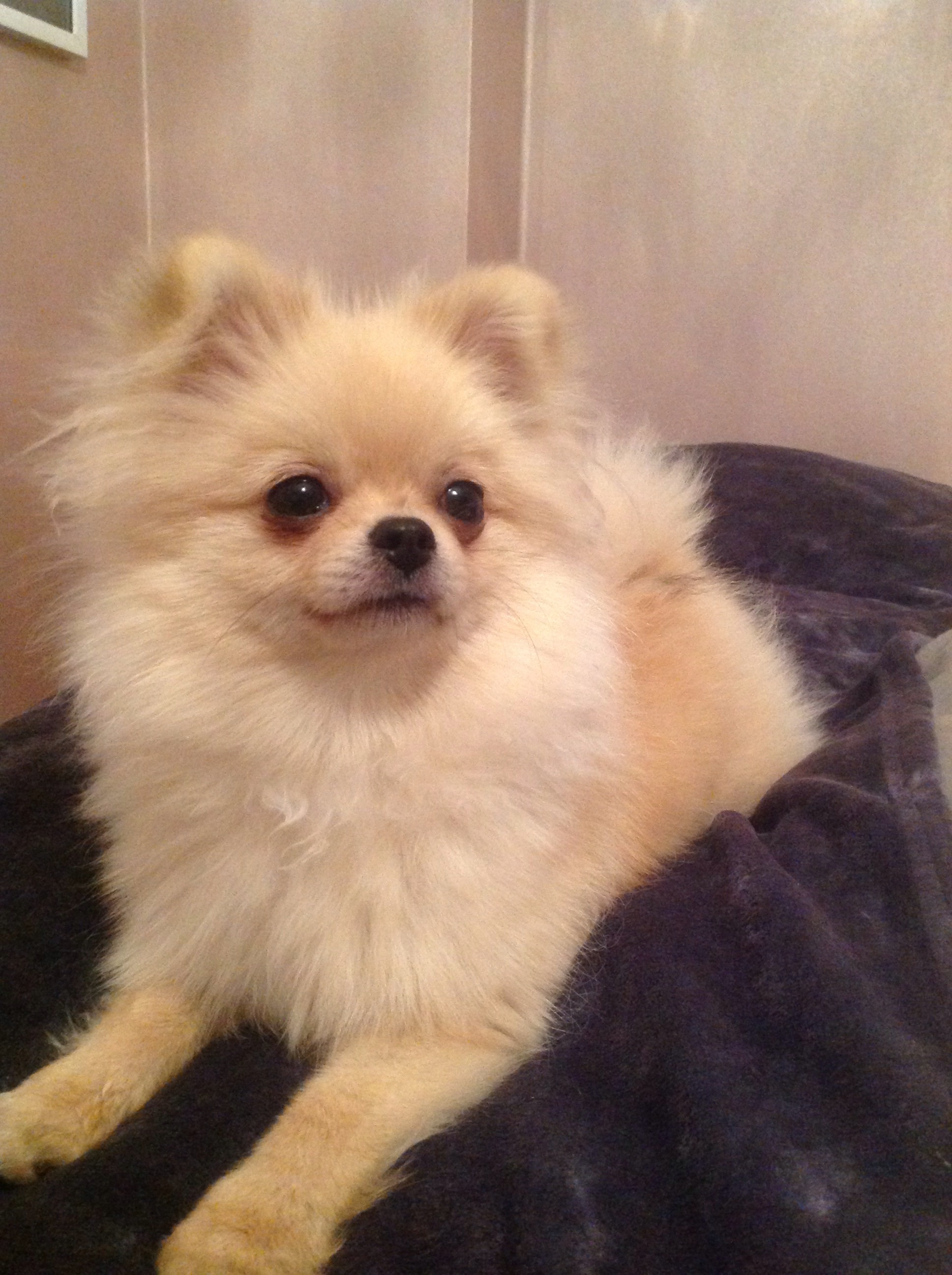 Pomeranian | Hundar | Rasinformations | Omlet