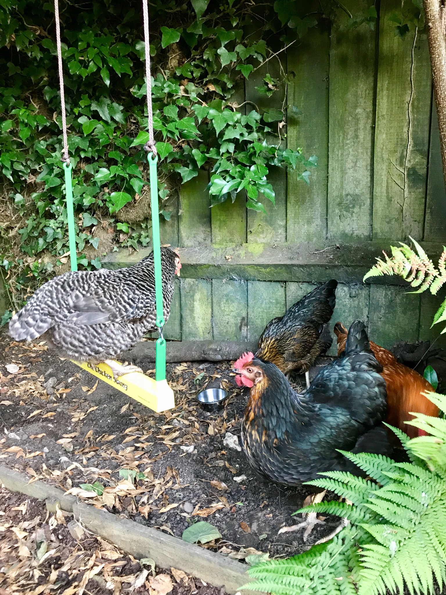 The Chicken Swing | Den perfekta hönsleksaken