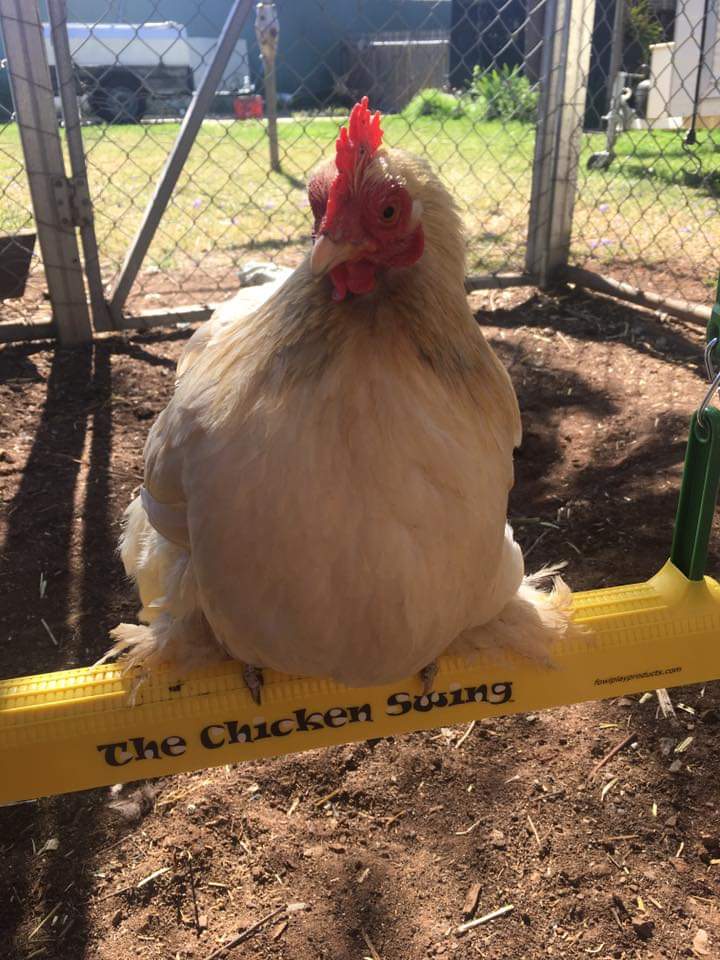 The Chicken Swing | Den perfekta hönsleksaken