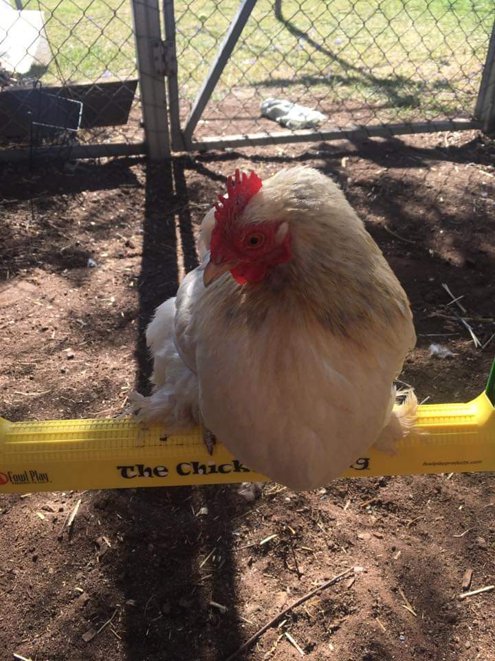 The Chicken Swing | Den perfekta hönsleksaken